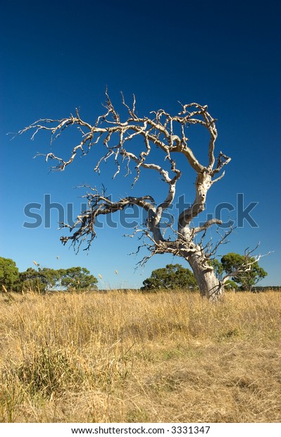 Withered Tree Stock Photo (Edit Now) 3331347