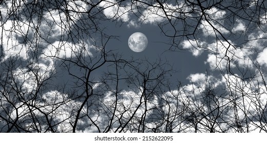 42,311 Tree withered Images, Stock Photos & Vectors | Shutterstock