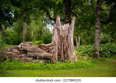 74,028 Broken grass Images, Stock Photos & Vectors | Shutterstock