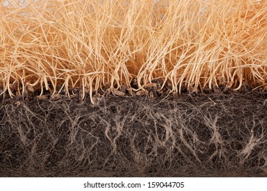 9,273 Wheat roots Images, Stock Photos & Vectors | Shutterstock