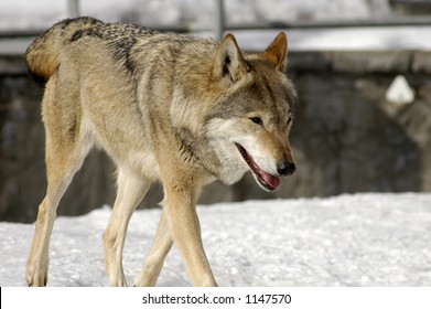 78 Wolf Prowl Stare Images, Stock Photos & Vectors | Shutterstock