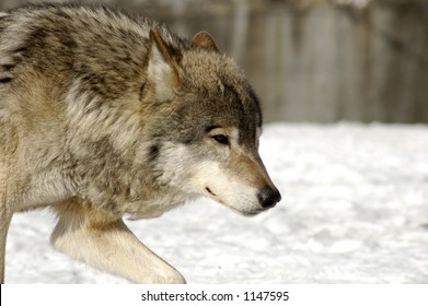78 Wolf Prowl Stare Images, Stock Photos & Vectors | Shutterstock