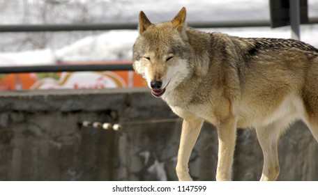 78 Wolf Prowl Stare Images, Stock Photos & Vectors | Shutterstock