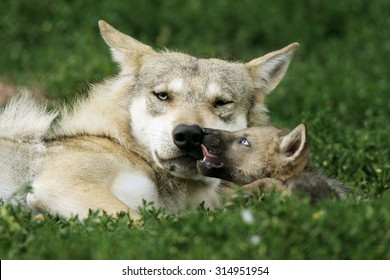 1,389 Grey wolf cub Images, Stock Photos & Vectors | Shutterstock