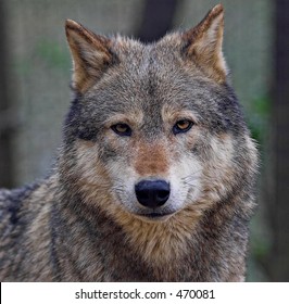 Wolf Stare Stock Photo 283068 | Shutterstock