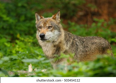 30,359 Wolf in summer Images, Stock Photos & Vectors | Shutterstock