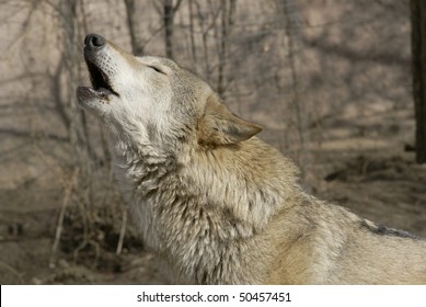 2,347 Wolf foot Stock Photos, Images & Photography | Shutterstock