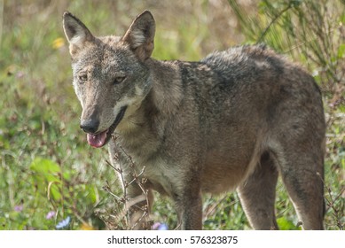 Plastic Wolf Coyote Bird Decoy Decoy Stock Photo (Edit Now) 1240403089