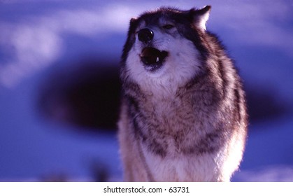 624 Wolf Screaming Images, Stock Photos & Vectors | Shutterstock