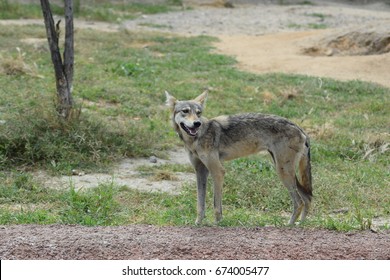 144 Skinny wolf Images, Stock Photos & Vectors | Shutterstock
