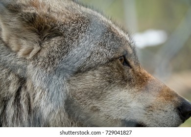 Wolf Fur Texture Gray Wolf Skin Stock Photo (Edit Now) 125189705