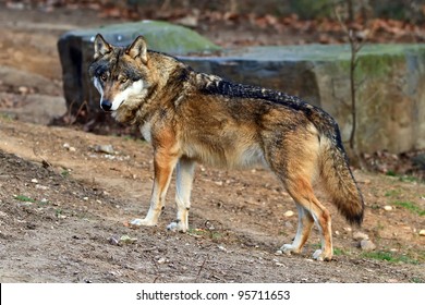 Wolf Stock Photo 95711653 | Shutterstock