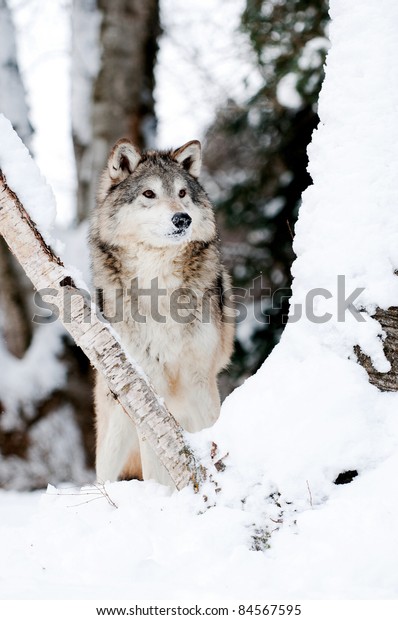 Wolf Behind Tree Winter Stock Photo 84567595 | Shutterstock