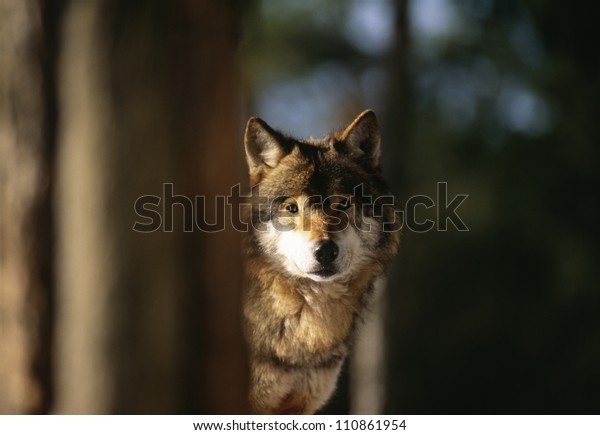 Wolf Behind Trees Stock Photo (Edit Now) 110861954