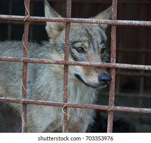 Wolf Cage Stock Photo 703353976 | Shutterstock