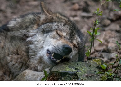 Lion Sleeping Waiting National Kruger Park Stock Photo 1441700981 ...