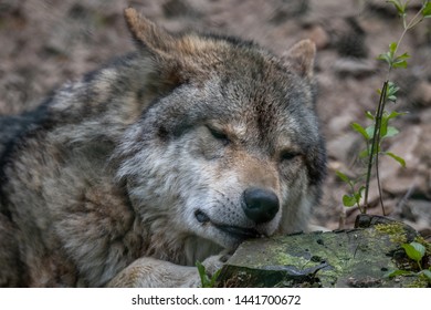 Lion Sleeping Waiting National Kruger Park Stock Photo 1441700981 ...
