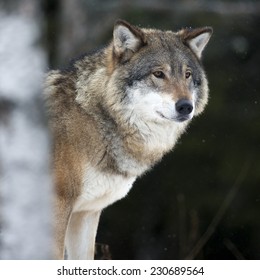 Closeup Portrait Wolf Head Stock Photo 478158634 | Shutterstock