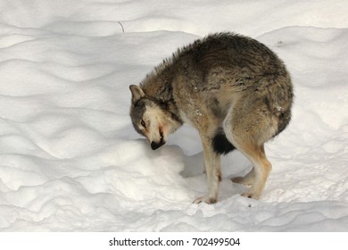Wolf Cowering Stock Photo 702499504 | Shutterstock