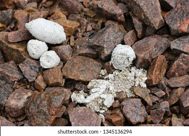 54 Wolf poop Images, Stock Photos & Vectors | Shutterstock