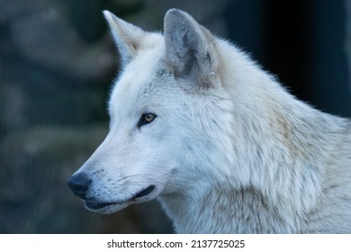 1,315 imágenes de Wolf side face - Imágenes, fotos y vectores de stock ...