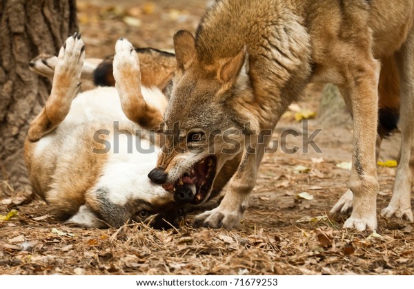 Wolf Fighting Stock Photo (Edit Now) 71679253