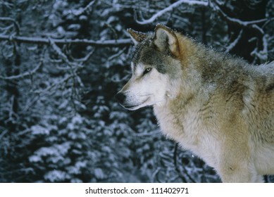 Wolf Forest Stock Photo 111402971 | Shutterstock