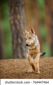 Running Wolf Cub Front View Stock Photo 719040484 | Shutterstock