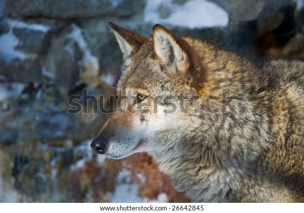 Wolf Head Sideview Stock Photo 26642845 | Shutterstock