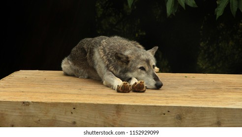 Wolf Laying Down Stock Photo 1152929099 | Shutterstock