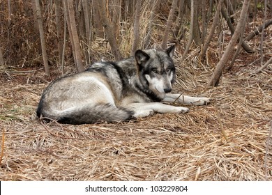 486 Wolf laying down Images, Stock Photos & Vectors | Shutterstock