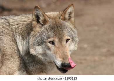 Canis Lupus Campestris Gray Wolf Known Foto stock 1083284705 | Shutterstock