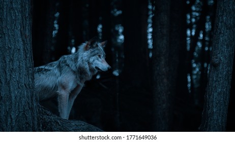 847 Wolfpack Images, Stock Photos & Vectors | Shutterstock