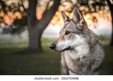 Wolf Looking Into Camera Stock Photo 2063704088 | Shutterstock