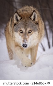 Wolf Looking Straight Camera Stock Photo 2146865779 | Shutterstock