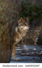 Wolf Looking Through Forest Stock Photo 1645955347 | Shutterstock