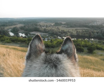 Wolf Mountain Back View Stock Photo (Edit Now) 1460019953