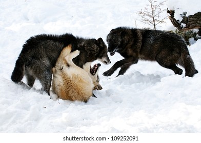 Wolf Pack Fighting Stock Photo 109252091 | Shutterstock
