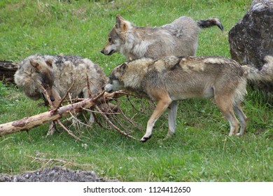Wolf Pack Wild Wolfsrudel Stock Photo 1124412650 | Shutterstock