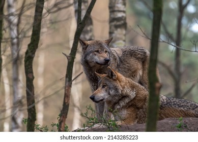 33,322 Green Wolf Images, Stock Photos & Vectors | Shutterstock