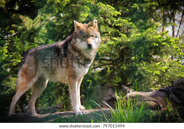 Wolf Posing On Rock Foto stock 797015494 | Shutterstock