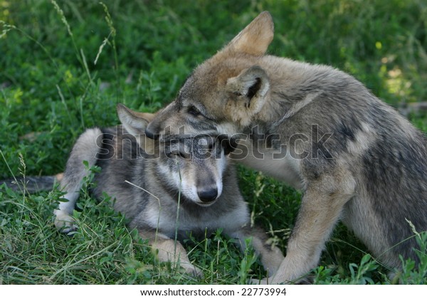 Wolf Pups Playing Stock Photo (Edit Now) 22773994
