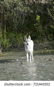 Wolf River Stock Photo 721443343 | Shutterstock