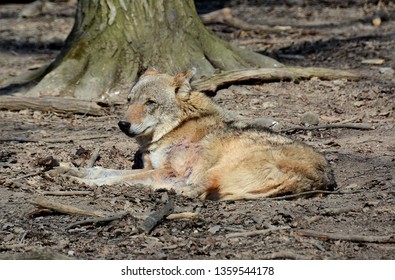 Wolf Sitting Down Stock Photo 1359544178 | Shutterstock