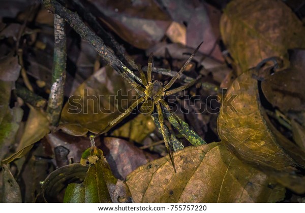 Wolf Spider Darkness Amazon Rainforest Manu Stock Photo 755757220 ...