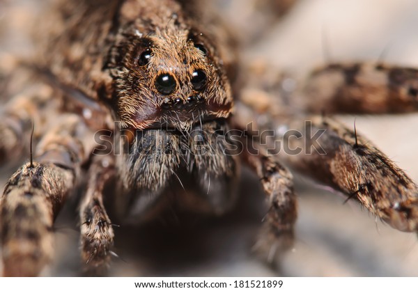 Wolf Spider Portrait Stock Photo 181521899 | Shutterstock