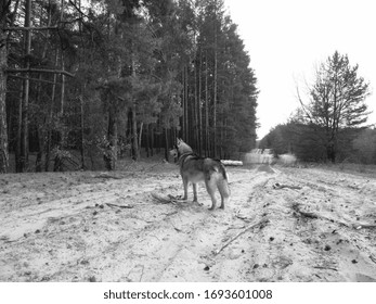 435 Wolf back view Stock Photos, Images & Photography | Shutterstock