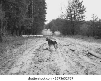 435 Wolf back view Stock Photos, Images & Photography | Shutterstock
