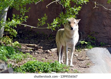 Wolf Stands Under Tree Branch Stock Photo 1399556567 | Shutterstock