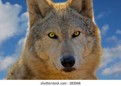 Wolf Stare Stock Photo 283068 | Shutterstock